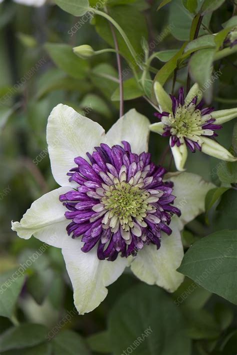 Clematis Viennetta Stock Image C047 5575 Science Photo Library