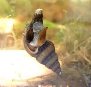 Assassin Snail Care Diet Breeding And Shrimp Safety Shrimp And Snail