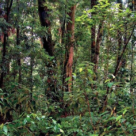 Pdf Criterios Para La Conservación De La Biodiversidad En Los Programas De Manejo Forestal