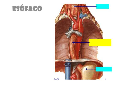 Esofagoytraquea