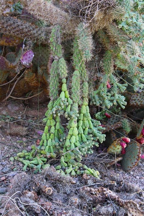 Cylindropuntia Fulgida Also Known As Jumping Cholla Cactus In A Wash