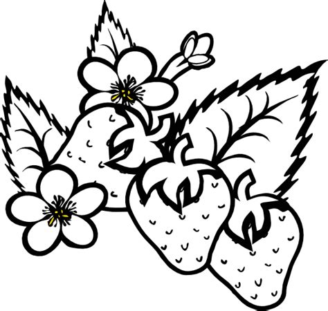 Strawberry Blossom And Fruit Illustration Botanical Clip Art 3100083