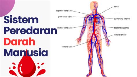 Mengenal Sistem Dan Organ Peredaran Darah Manusia Beserta Fungsinya