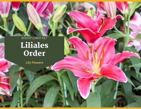Order Liliales Characteristics Lily Flowers Distribution Example