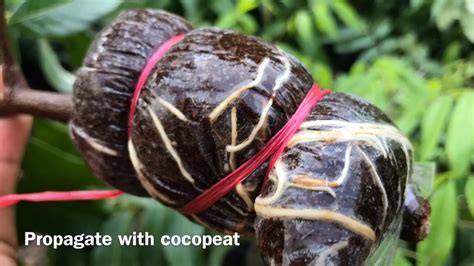 How To Air Layer Propagation Fruit Tree Longan Youtube