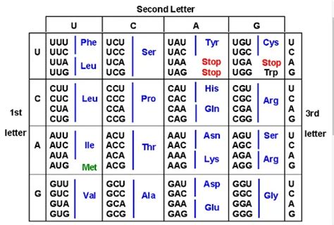 In The Genetic Code Dictionary How Many Codons Are Used To Code For All