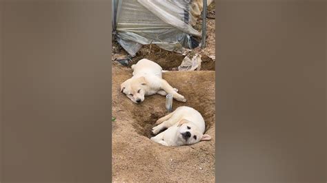 땅파고 들어가서 낮잠 자는 시골 강아지 Youtube