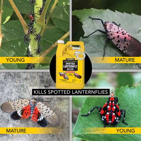 Spotted Lantern Fly Killer 128 Oz With Sprayer Lee Distributors