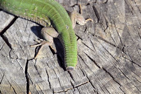 Unlocking The Lizards Secret A Breakthrough In Cartilage Regeneration