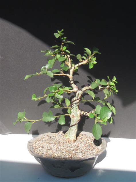 Ficus Sycomorus