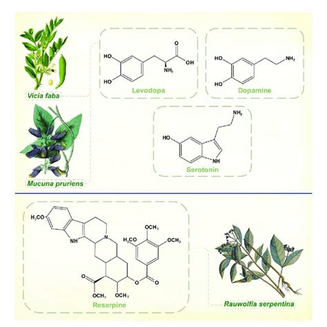 Dopamine Levodopa And Serotonin Experiments With Reserpine An Download Scientific Diagram