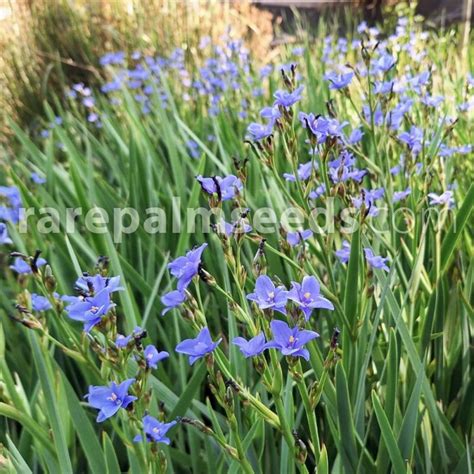 Aristea Ecklonii Blue Corn Lily Buy Seeds At