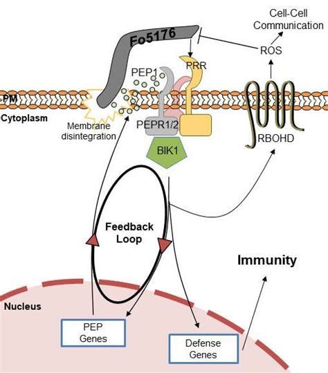 Model Of The Pep Pathway In Response To Fo5176 Alkalinization Of The
