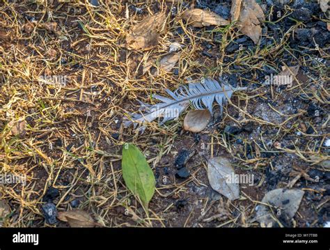 A Damaged Grey Feather Dry Grass Dry Leaves Sun And Shadow Isolated
