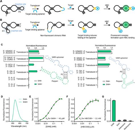 Construction Of A Pepper Based Sam Sensor A And B Schematic Download Scientific Diagram
