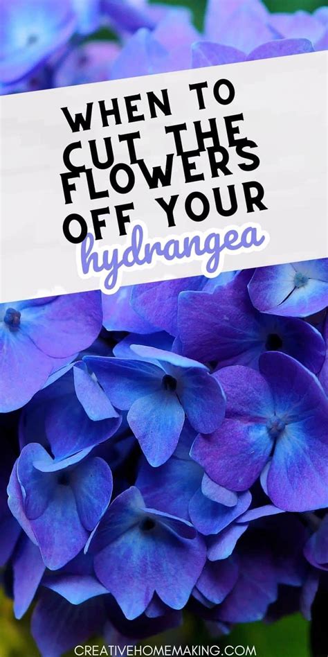 When To Cut The Flowers Off Your Hydrangea A Quick Guide Creative