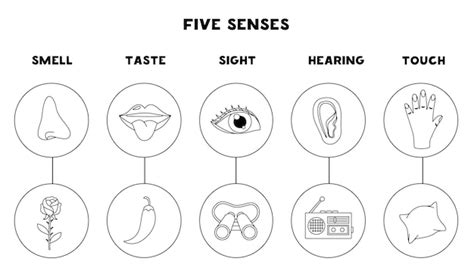 5 Sinne Bilder Kostenloser Download Auf Freepik