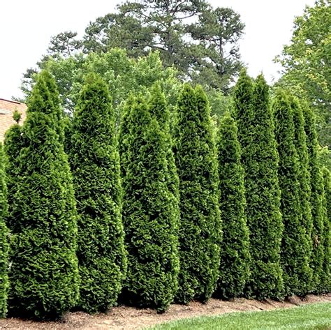 Emerald Green Arborvitae Growth Chart