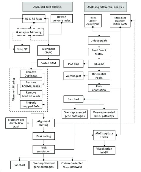 Atac Seq Data And Differential Analysis Workflow For Guava A Diagram