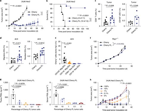 Flt3l Drives Dc Proliferation And T Cell Dependent Rejection Of Solid Download Scientific