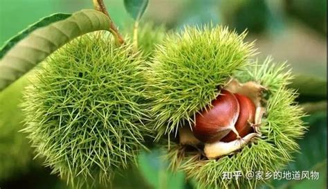 全国哪里的板栗好吃？这些地方的板栗都很有名 知乎