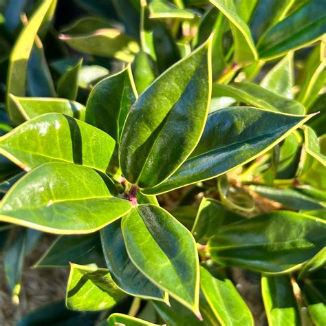 Carissa Holly Ilex Cornuta Carissa Gobuyplants