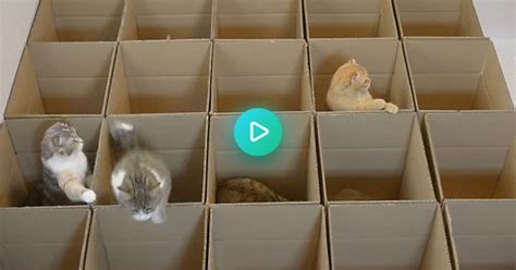 Cats Heaven Album On Imgur