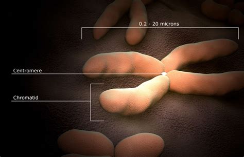 Centromere Separation