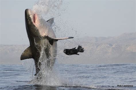 Great White Shark Breaching Wallpaper At Helen Ball Blog
