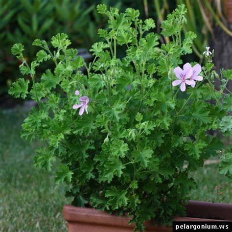 Pelargonium Citriodorum Orangenduftgeranie