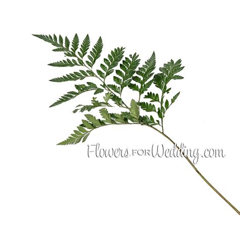 Leather Leaf Flowers For Weddings Wedding Flowers Lovely Bridal