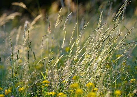 Meadow Grass Flowers Free Photo On Pixabay Pixabay