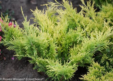 Good Vibrations® Gold Juniperus Horizontalis Proven Winners
