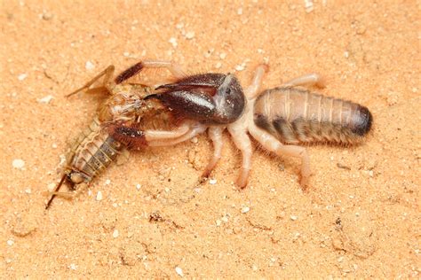 Camel Spiders