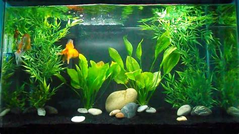 How To Set Up A Goldfish Tank At Rose Collins Blog