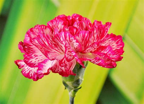 Florioja · Flores De Color Clavel