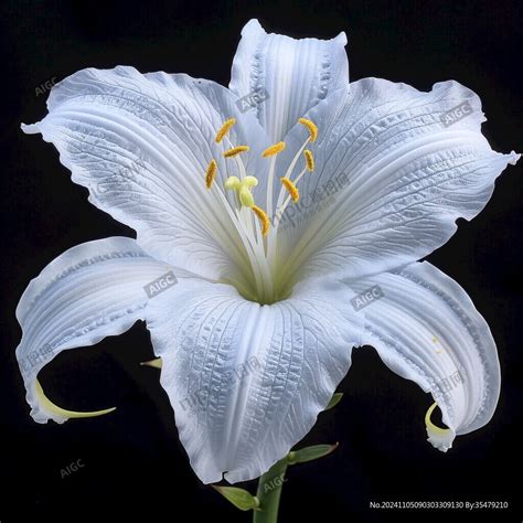 Ai创作图百合棚拍 虚实对比的百合花 高清百合花 白色卡拉百合 洁白的百合花 微距百合花 微距百合 百合花微距 高贵百合 高清百合 白色朱顶