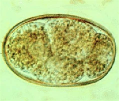 Vpar Lab Hookworm Flashcards Quizlet