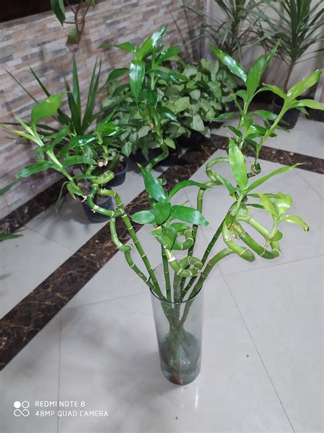 الفرق بين بامبو أكاديمية إنتاج النباتات وأبصال الزينه