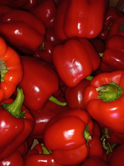 Capsicum Red Med