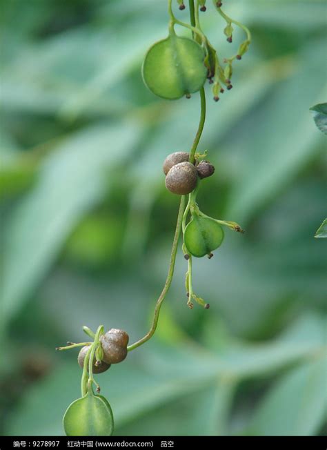零余子高清图片下载红动中国