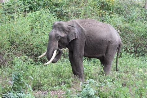 A Day In Munnar Nature Culture And Local Flavor