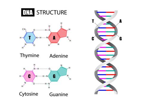 Primary Structure Of Dna