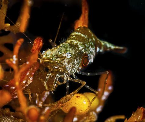 The Shrimp And Sargassum Photograph By Sandra Edwards Pixels