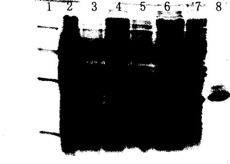 Cattle Enteropeptidase Catalyzing Subunit Gene And Its Gene Engineering