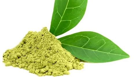 What Is Green Tea Extract Good For？ Botaniex