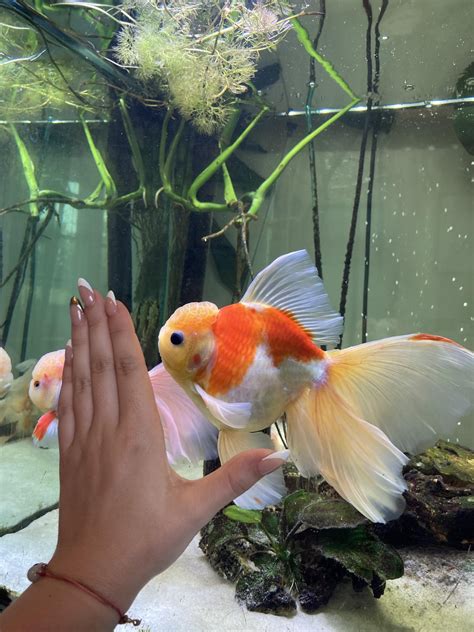 Rip Dory 2517 To 6920 Rgoldfish