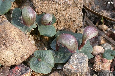 Corybas Aconitiflorus Australian Native Plants Society Australia