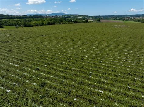 Los Principales Productores De Kiwi Del Mundo Se Citan En Vigo