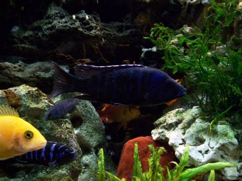 Pseudotropheus Sp Acei Ngara Alle Wichtigen Infos